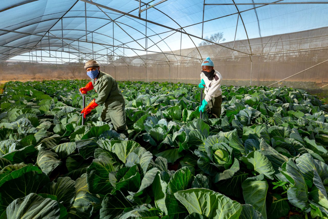 Masimong Mine | South Africa | Underground | Harmony
